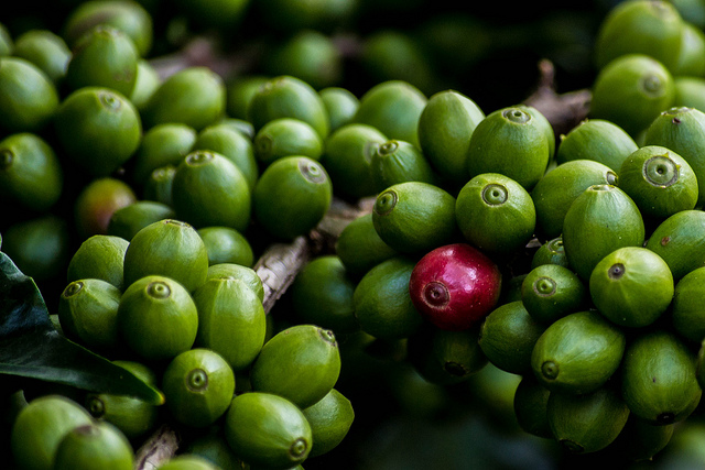 África, bienvenidos a la cuna del café | The Gourmet Journal