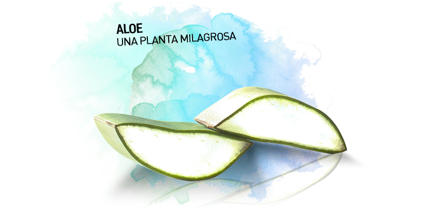 Aloe Vera - GIF | The Gourmet Journal