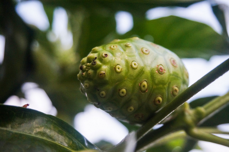 El noni, qué es y cómo se consume | The Gourmet Journal