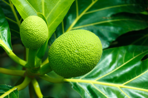 Frutipan, el exótico fruto con sabor a pan | The Gourmet Journal